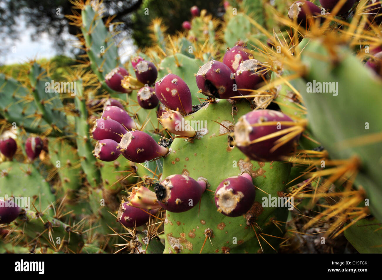Tunera hi-res stock photography and images - Alamy