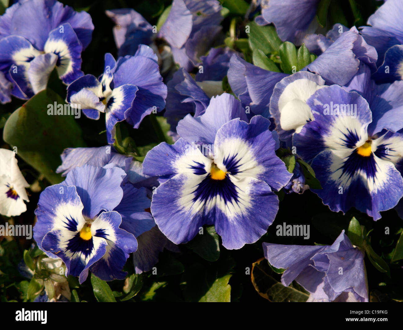 Blue purple pansies hi-res stock photography and images - Alamy