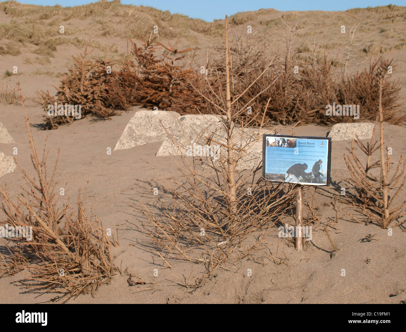 Stabilize dune hi-res stock photography and images - Alamy