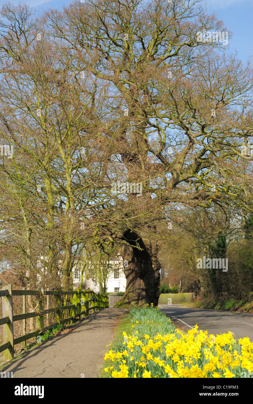 The 'Charles Dickens Oak Tree' in Vicarage Lane, Chigwell, England ...