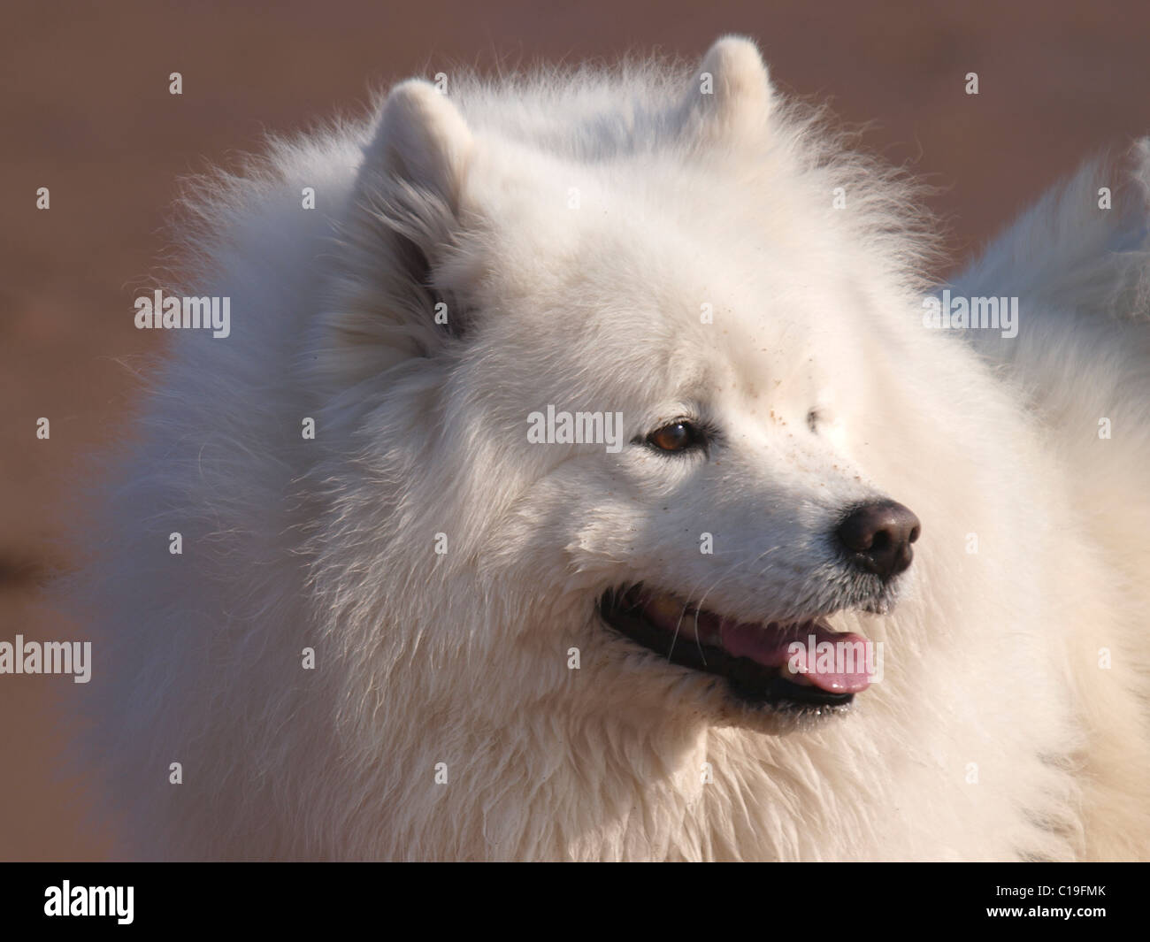 Japanese spitz hi-res stock photography and images - Alamy