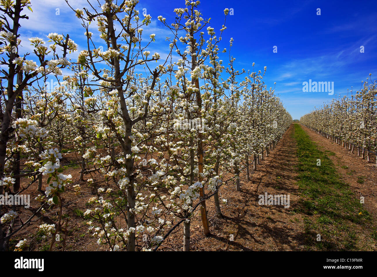 Pear Trees with Flowers. LLeida, Spain Stock Photo - Alamy