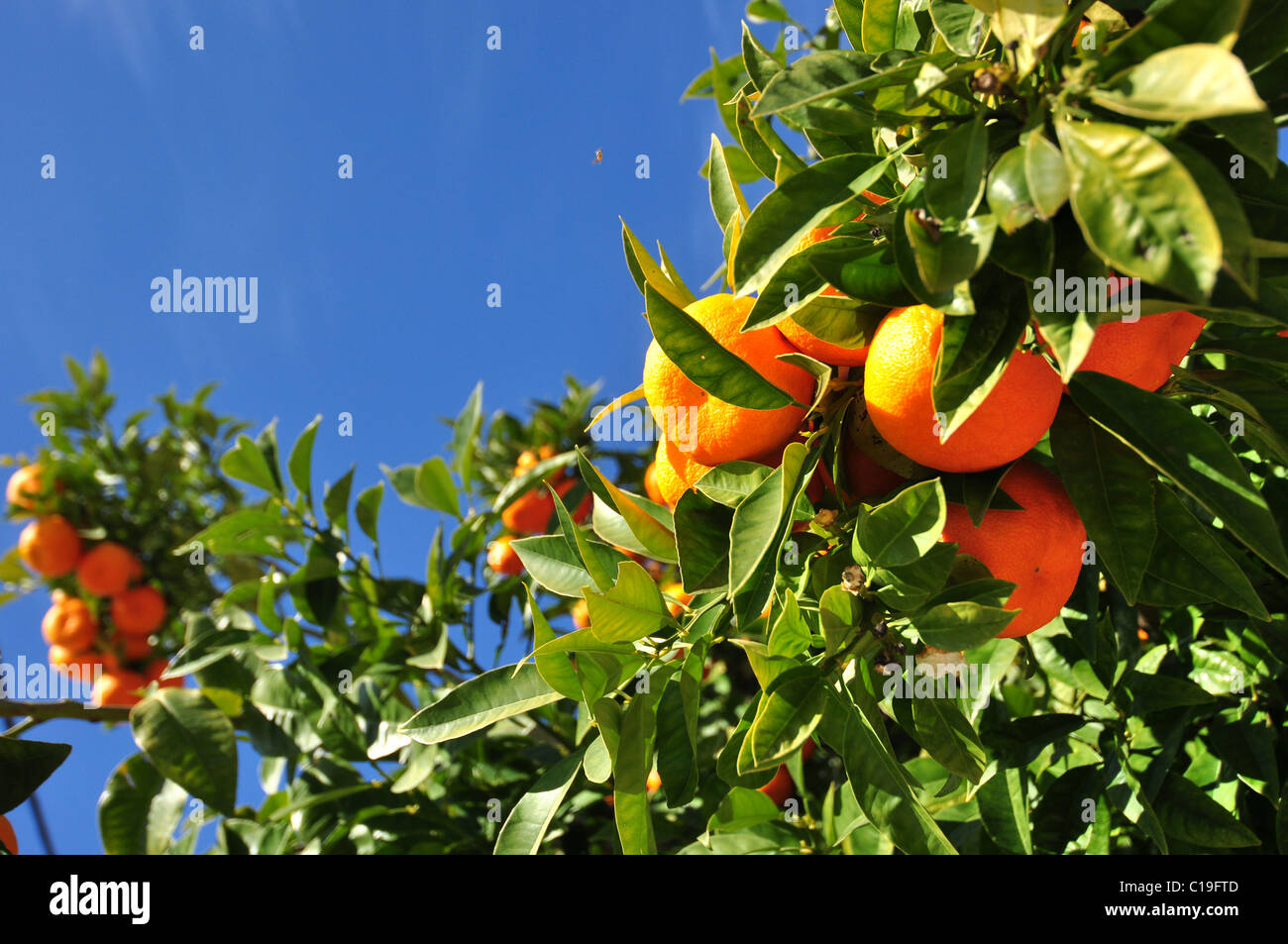 Oranges tree hi-res stock photography and images - Alamy