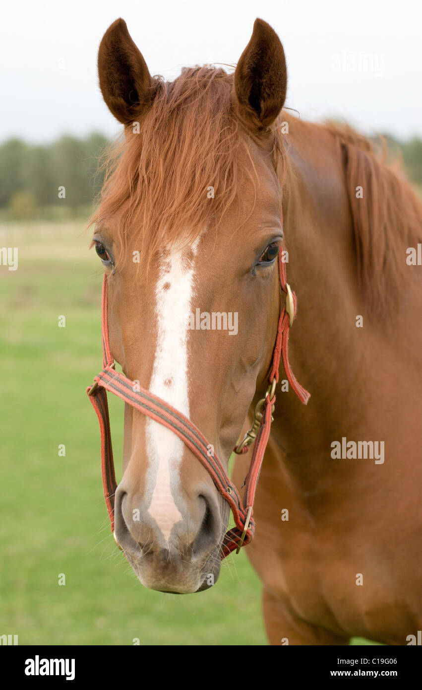 A horse on the field, portrait Stock Photo - Alamy
