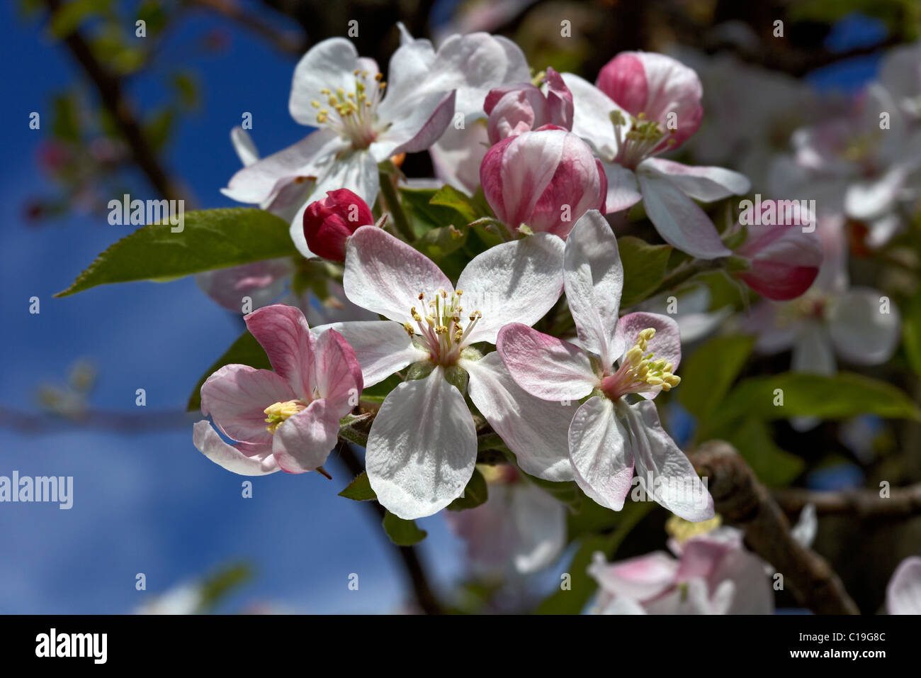 Golden apple tree flower lleida hi-res stock photography and images - Alamy