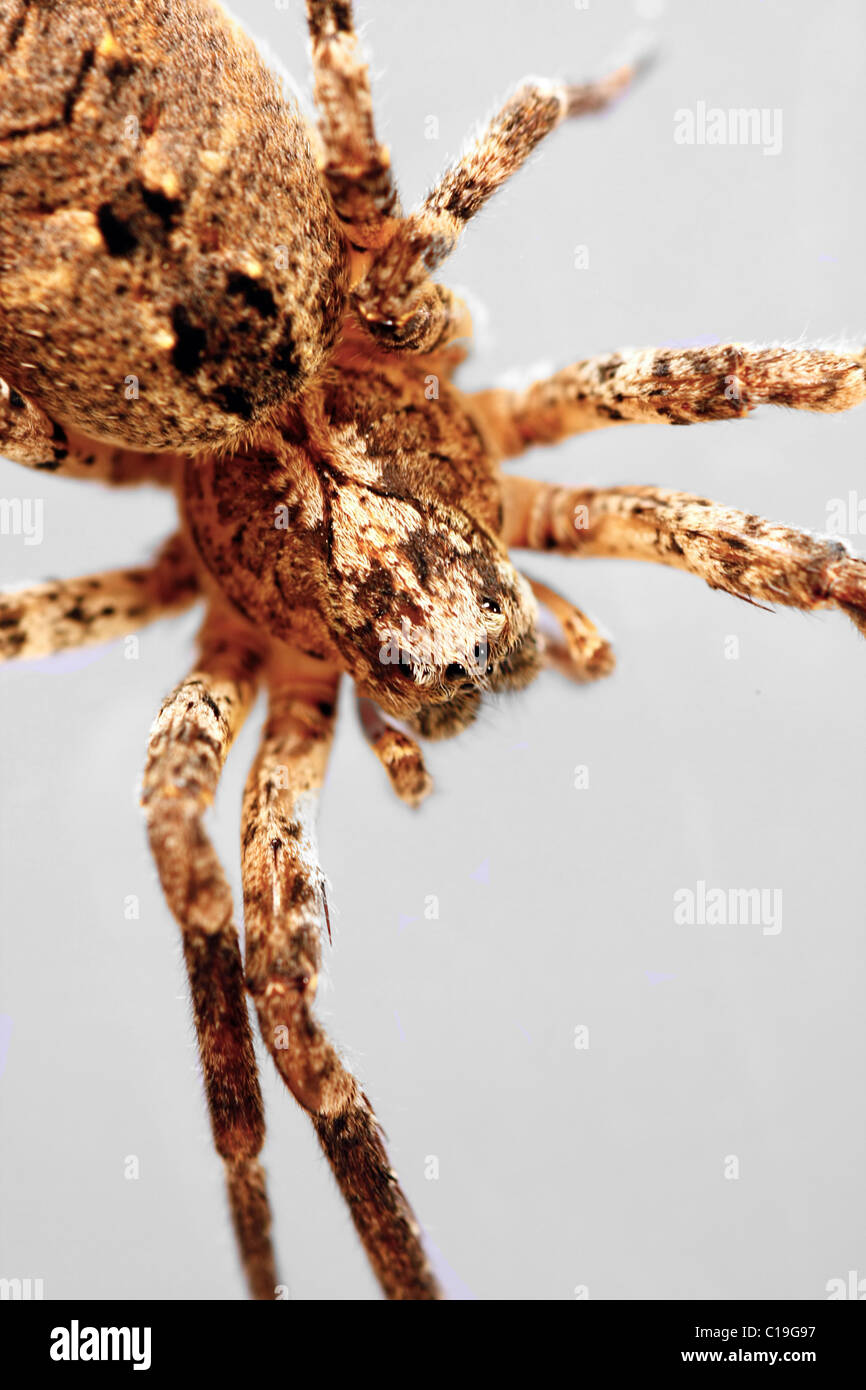 Macro view of a wolf-spider isolated on a white background Stock Photo ...