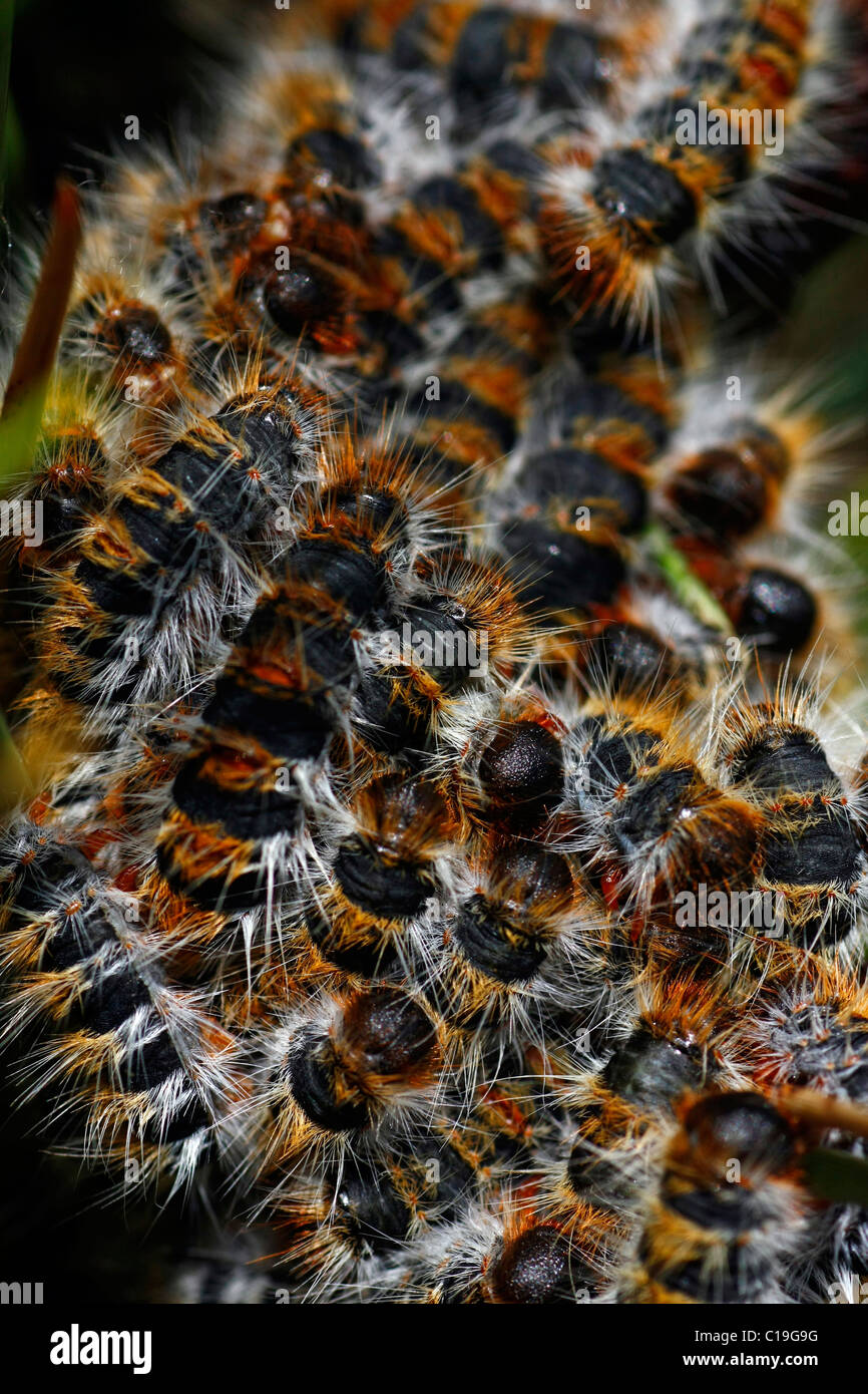 Caterpillar cluster hi-res stock photography and images - Alamy