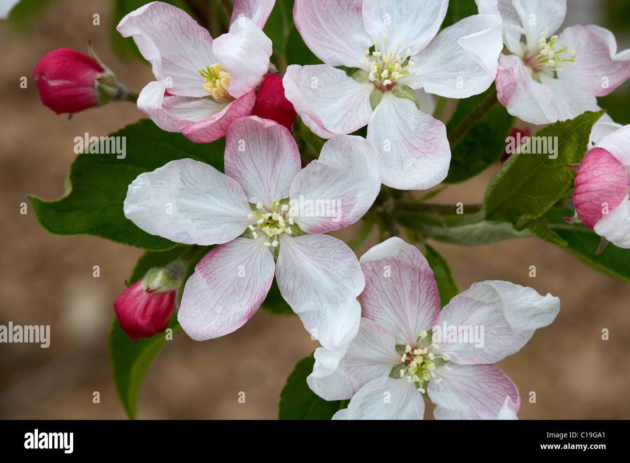 Golden apple hi-res stock photography and images - Alamy