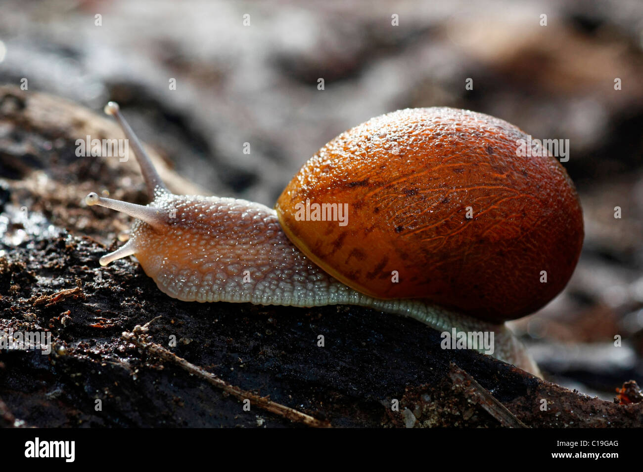 Woodlog hi-res stock photography and images - Alamy