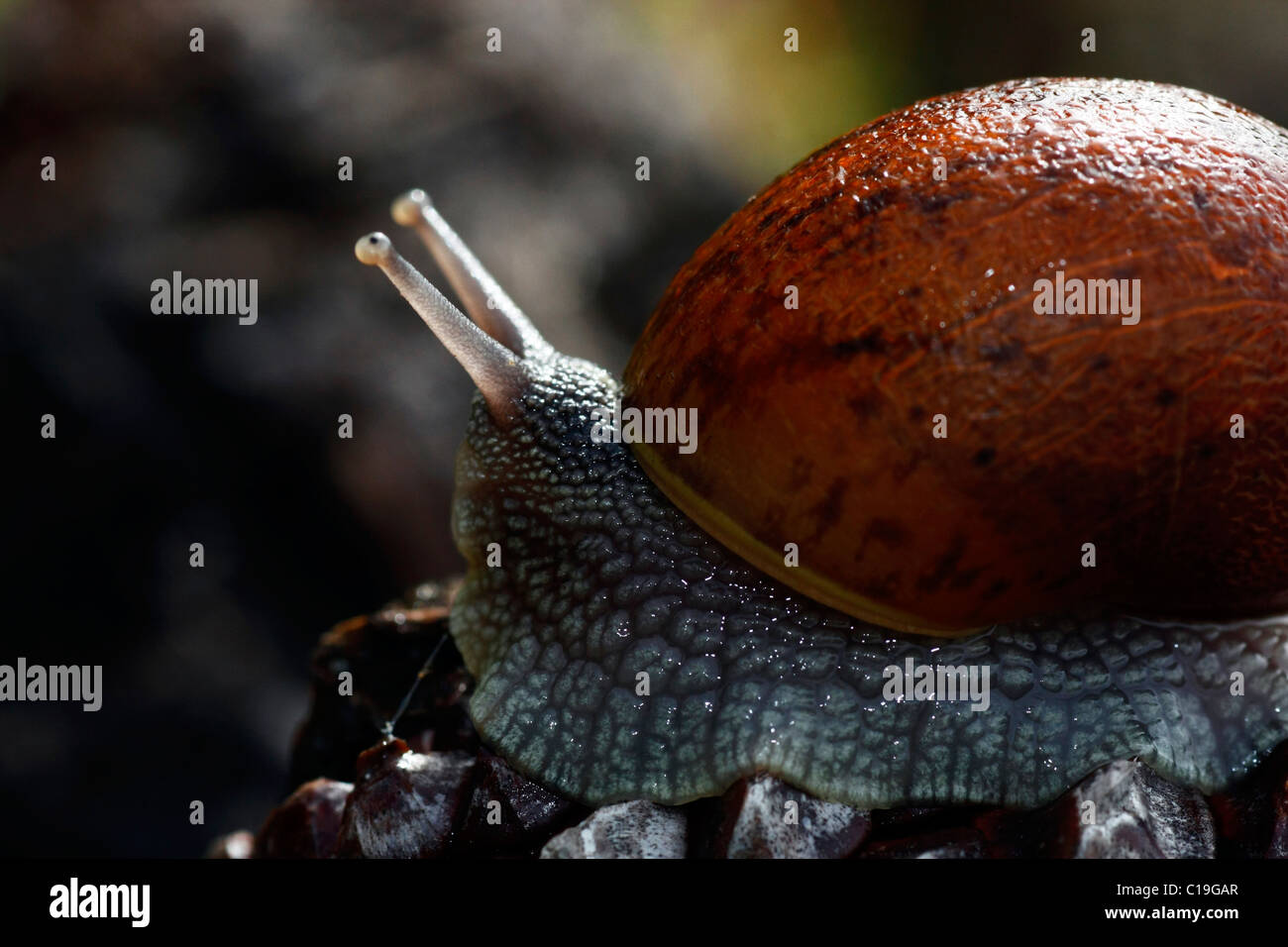 Closeup view of a snail on top of a pine tree fruit Stock Photo - Alamy