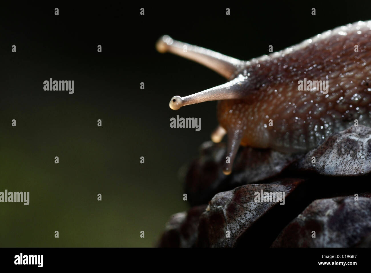Closeup view of a snails antennas on top of a pine tree fruit Stock ...