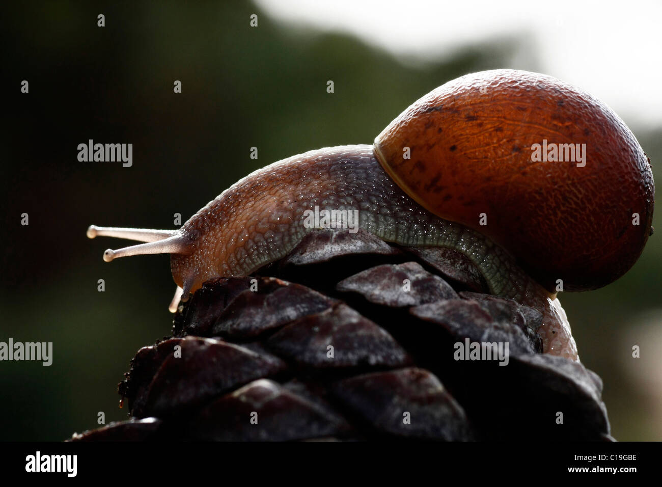 Tree snail trail hi-res stock photography and images - Alamy