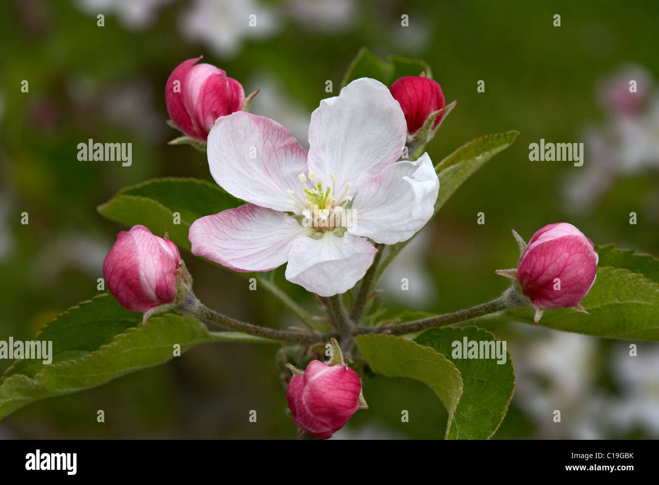 Golden Apple Flower. LLeida, Spain Stock Photo - Alamy