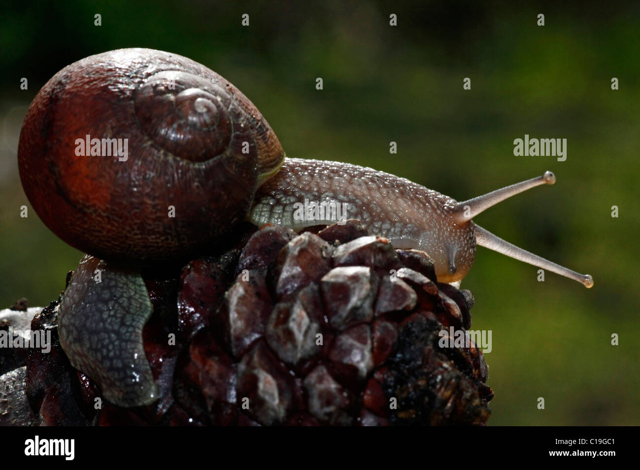 Closeup view of a snail on top of a pine tree fruit Stock Photo - Alamy