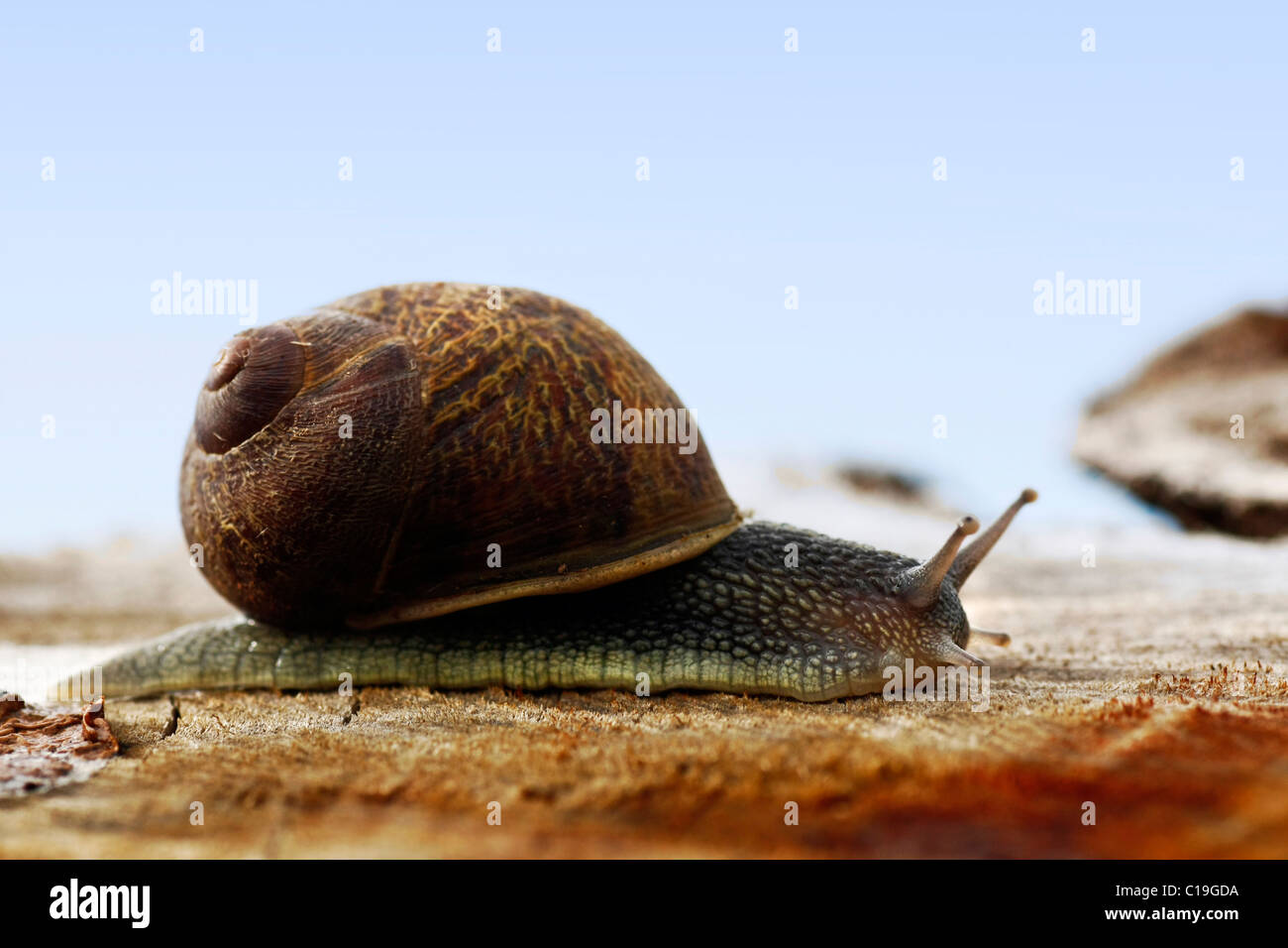 Woodlog hi-res stock photography and images - Alamy
