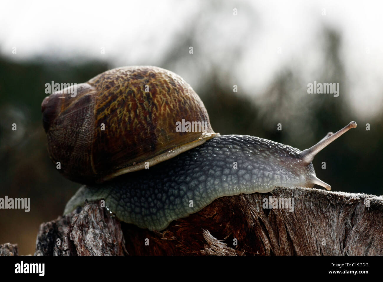 Closeup view of a snail on top of a wood log Stock Photo - Alamy