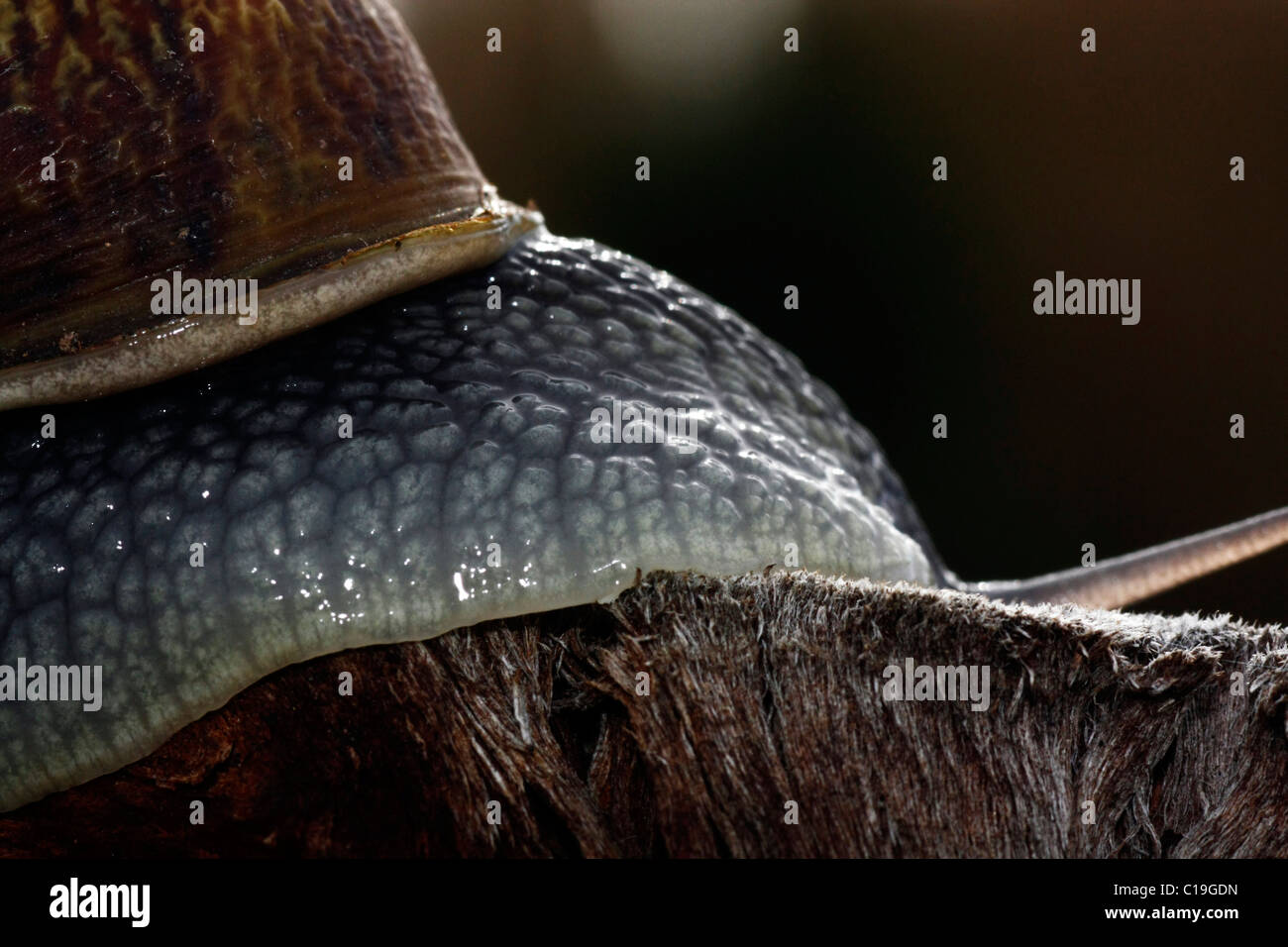 Closeup view of a snail on top of a wood log Stock Photo - Alamy