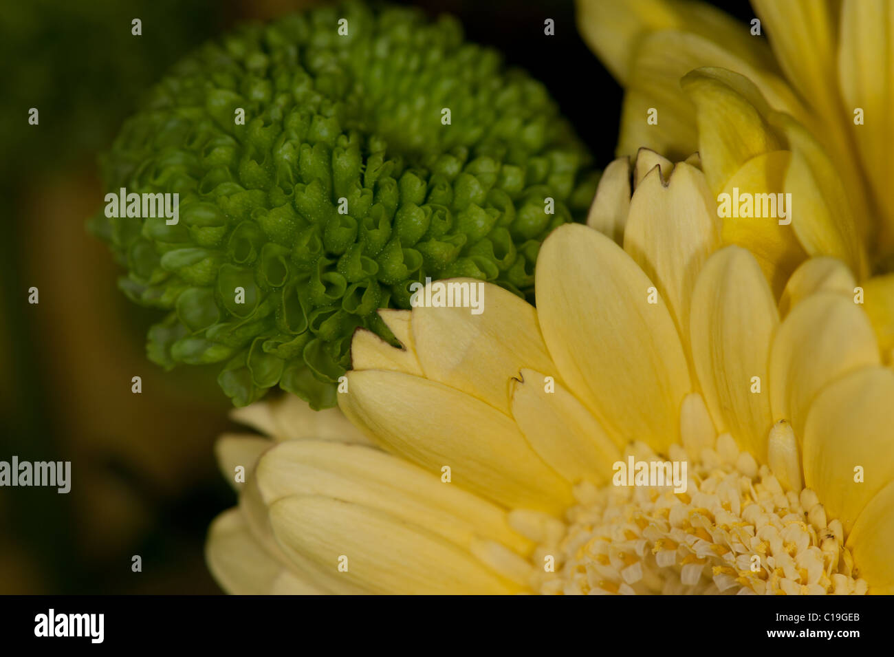 Maco flower hi-res stock photography and images - Alamy