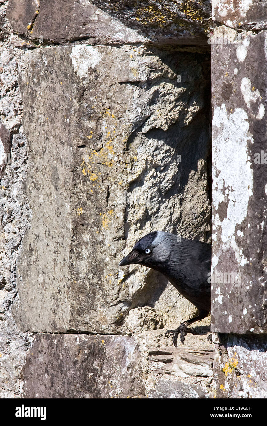 Jackdaw Corvus monedula peeping out of its nesting hole in a garden ...