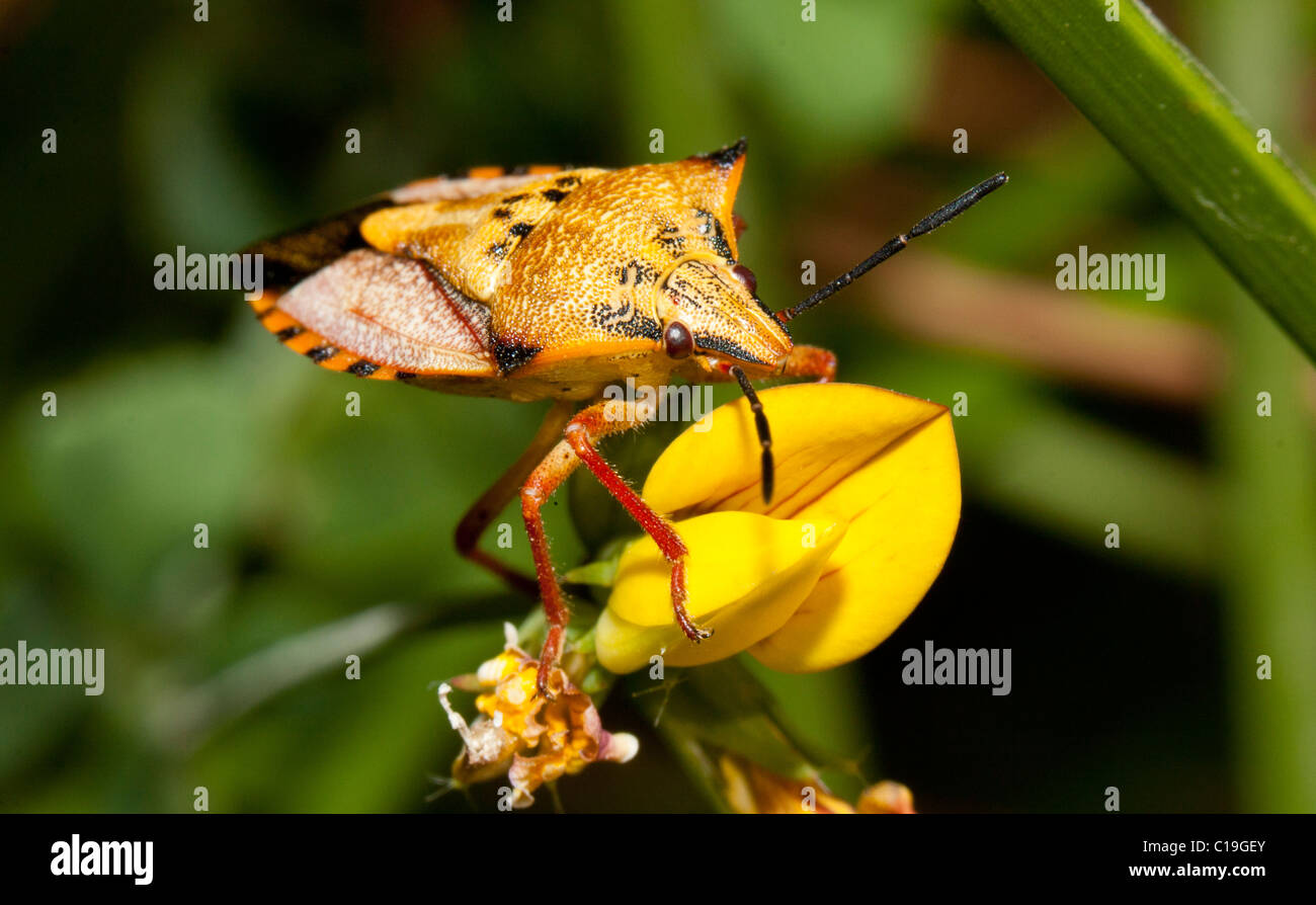 A flying stink bug hi-res stock photography and images - Alamy