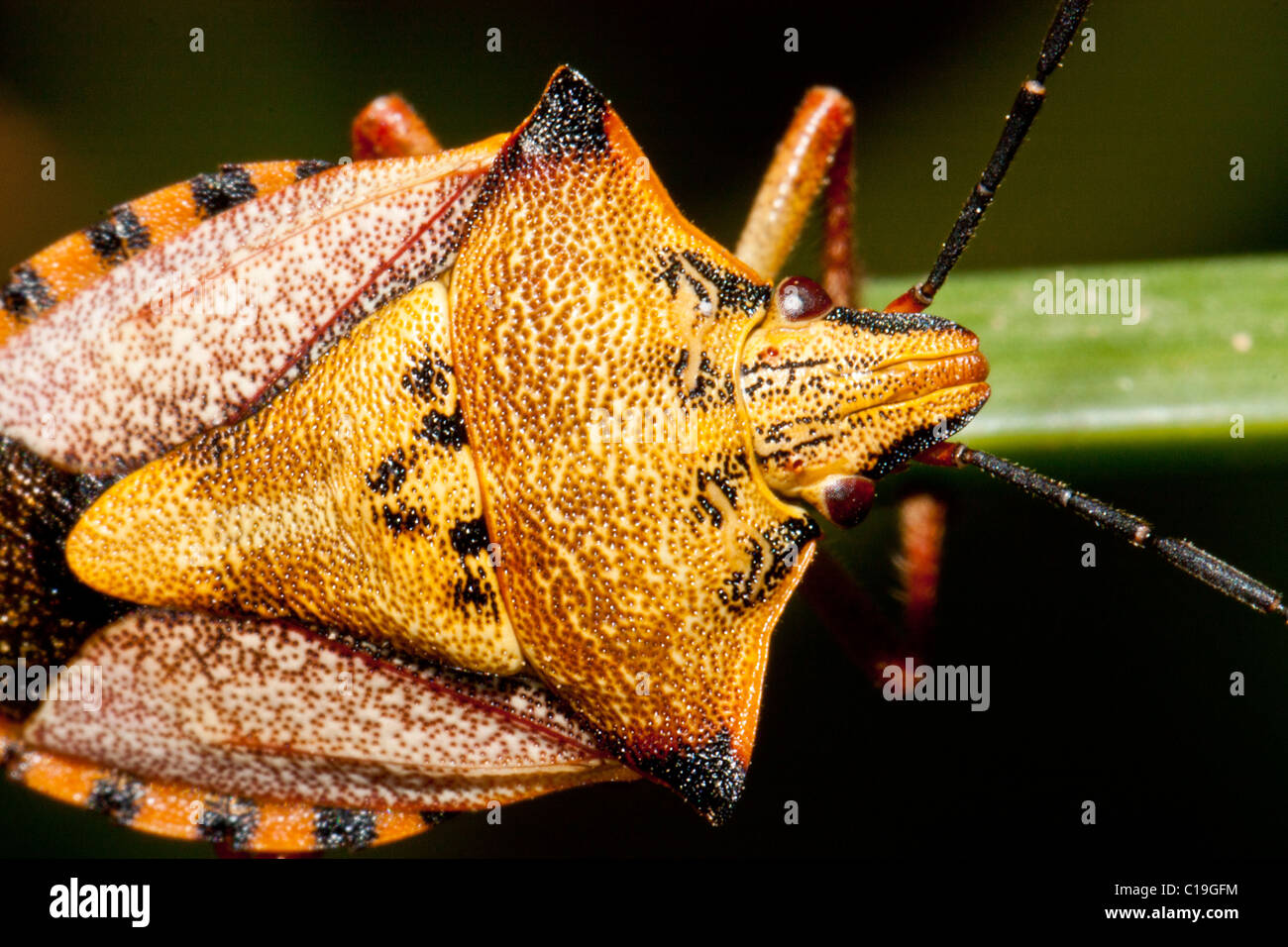 Orange Shield Bug High Resolution Stock Photography and Images - Alamy