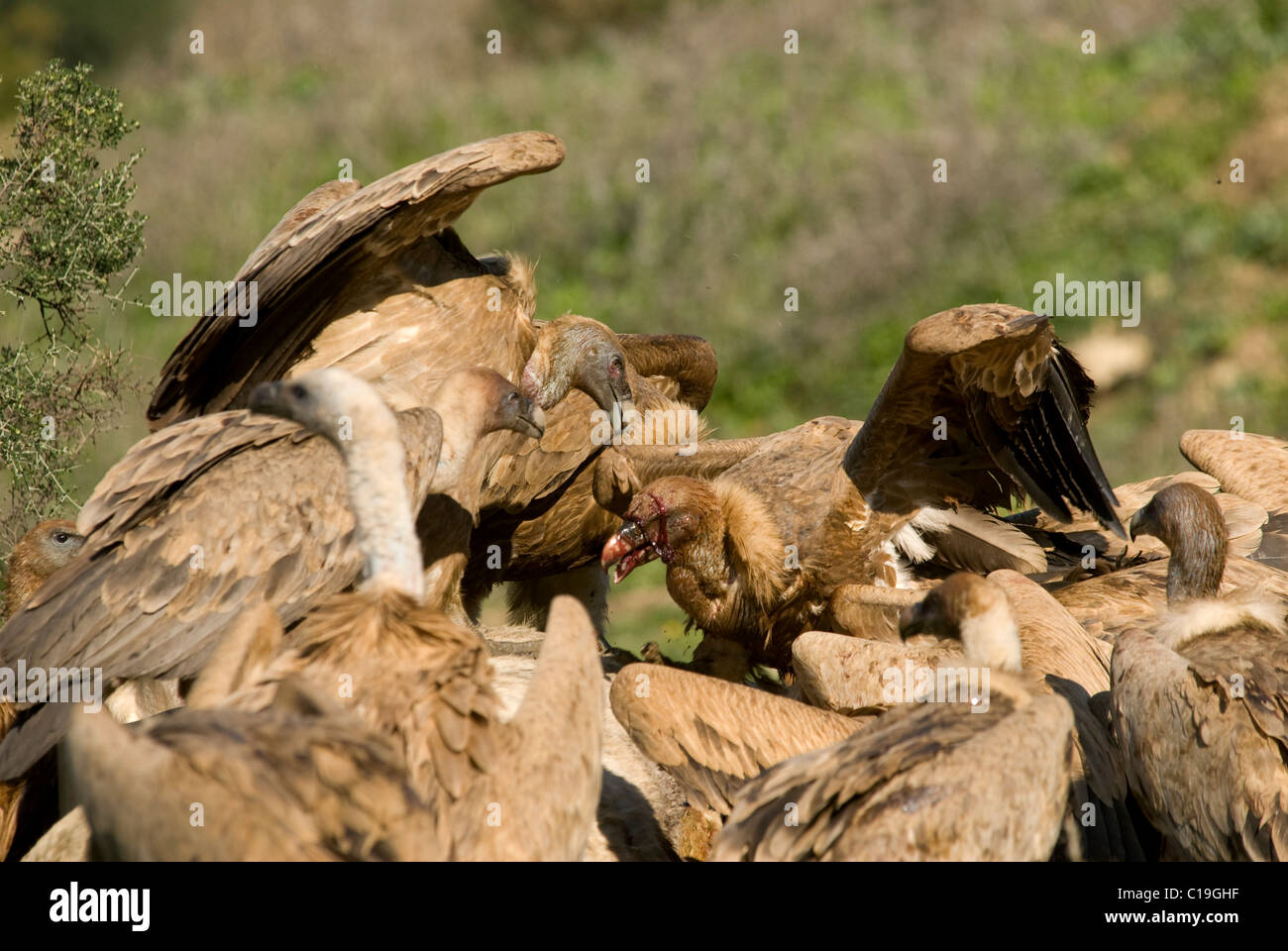 Griffon Vultures feeding on carcass of horse Stock Photo - Alamy