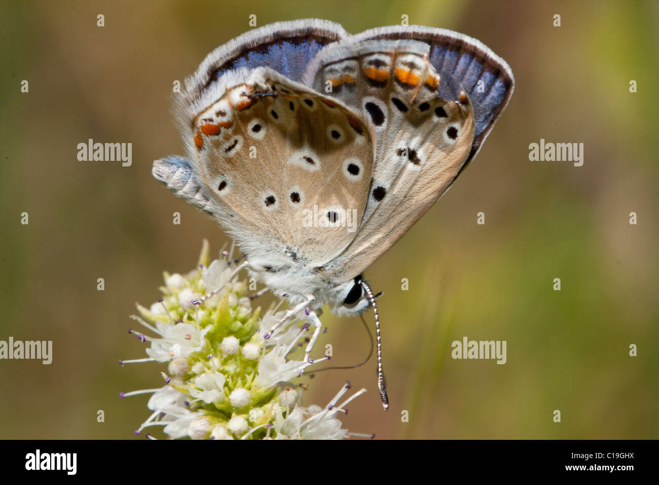 Close up view of a common blue butterfly picking up nectar from a ...