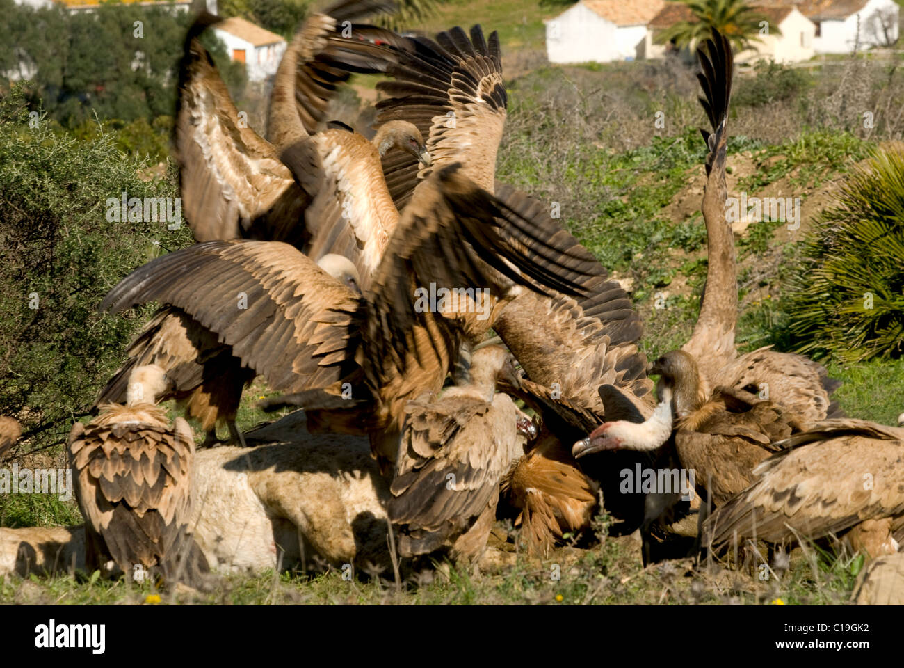 Vultures fighting dead carcass hi-res stock photography and images - Alamy