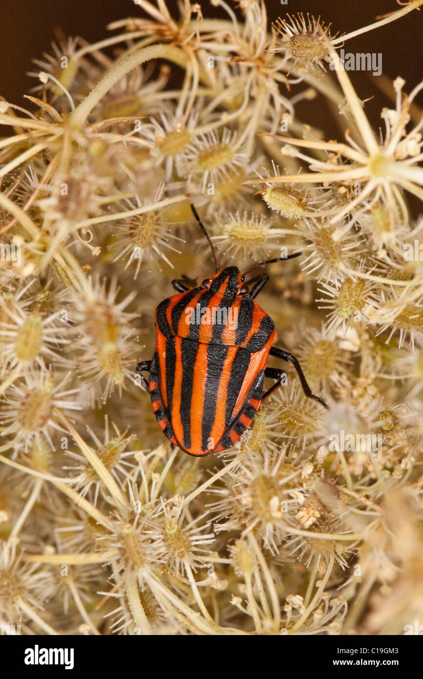 Red Shield Bug Stock Photos & Red Shield Bug Stock Images - Alamy
