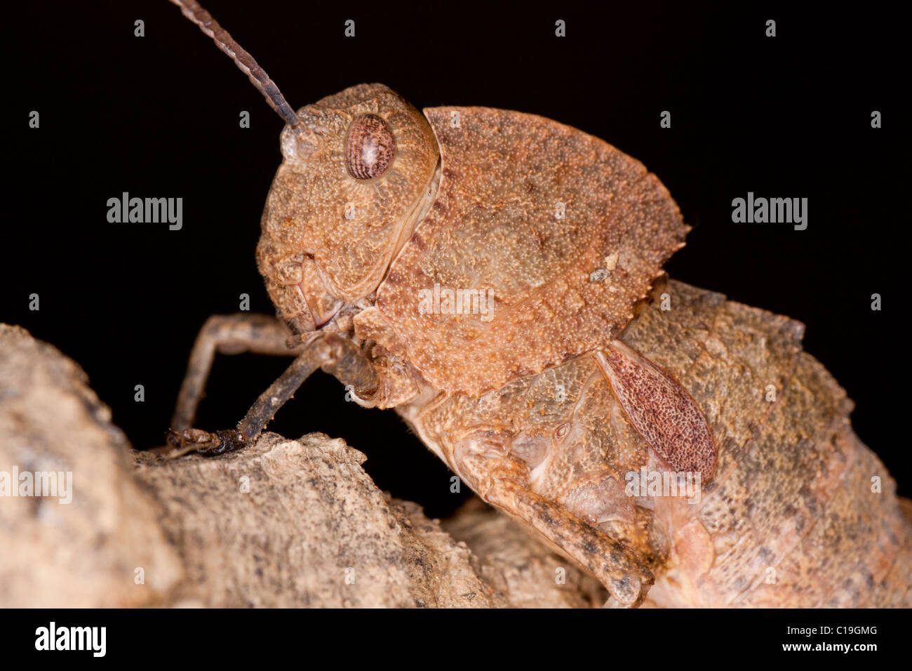 Toad grasshopper pamphagidae hi-res stock photography and images - Alamy