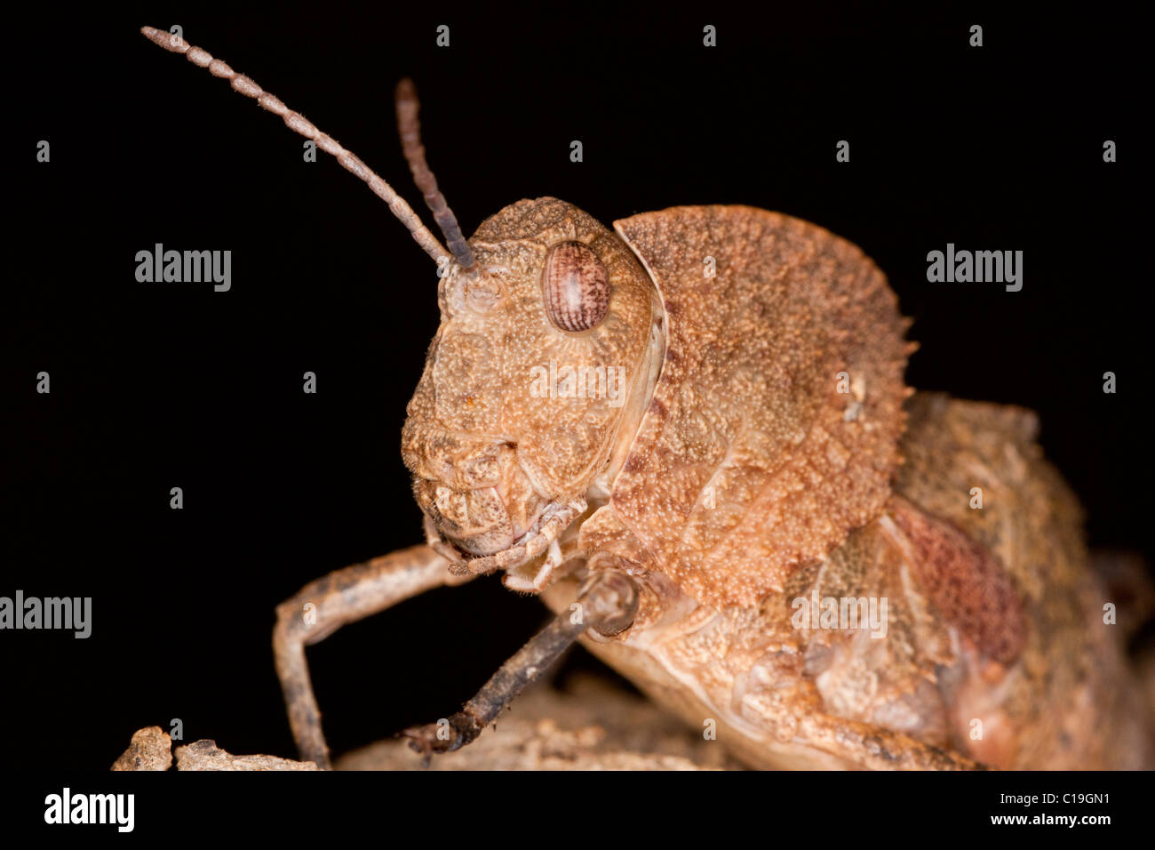 Pamphagidae hi-res stock photography and images - Alamy