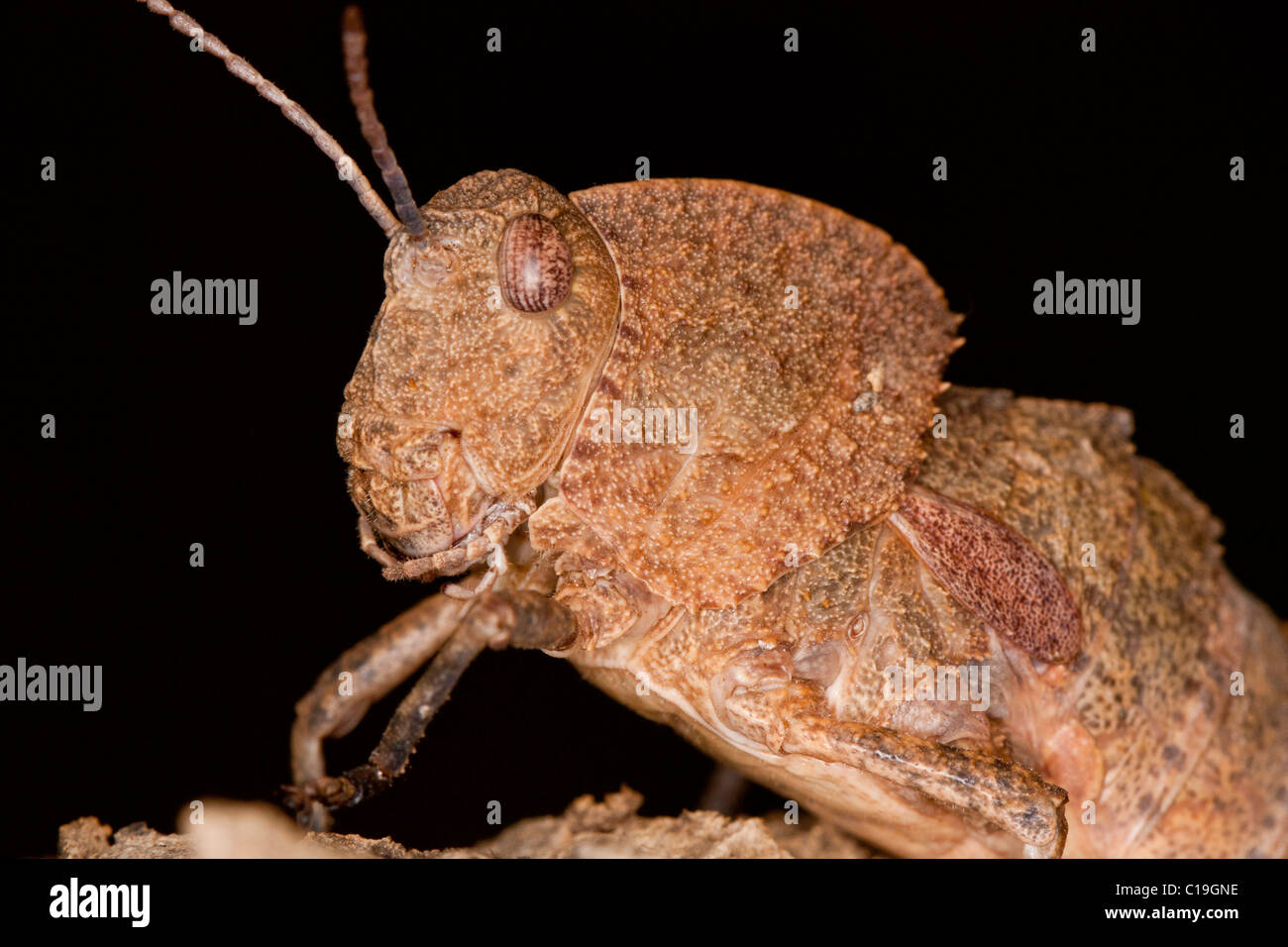 Pamphagidae hi-res stock photography and images - Alamy