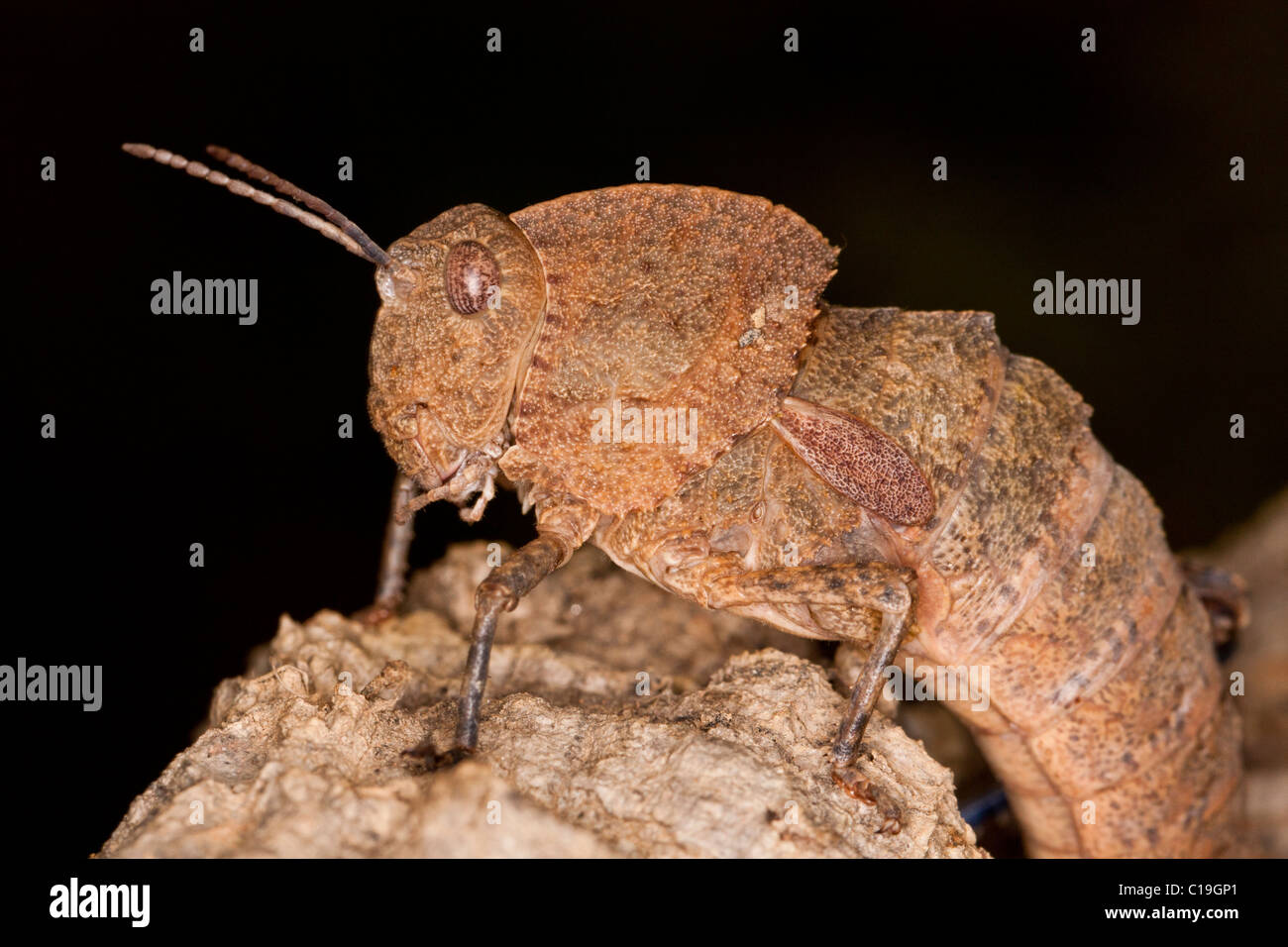 Toad grasshopper pamphagidae hi-res stock photography and images - Alamy