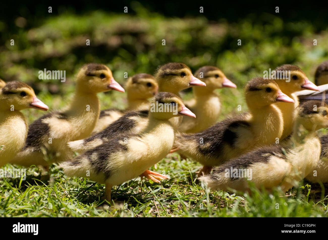 Yellow Muscovy Ducklings