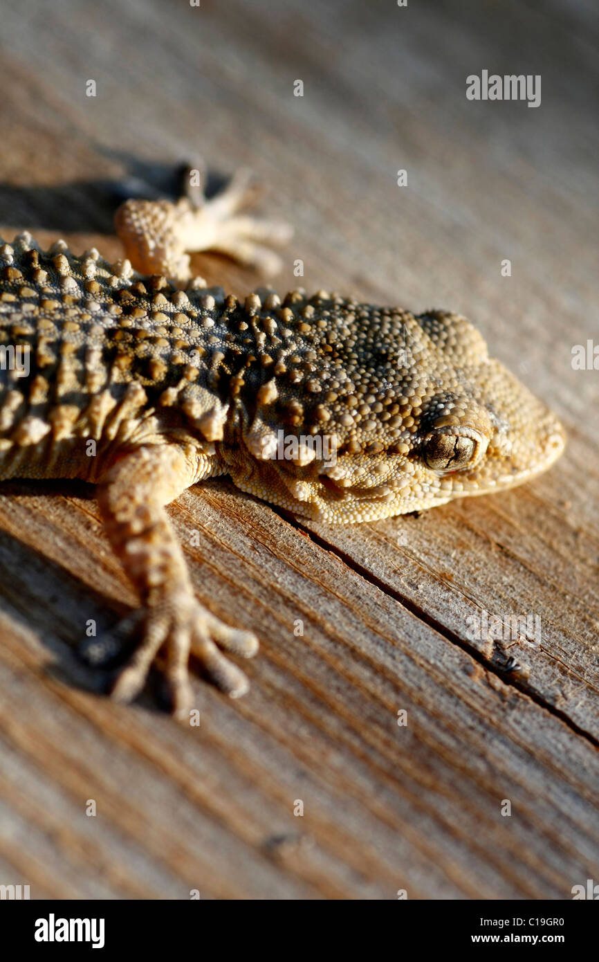 Closeup view of the common european gecko Stock Photo - Alamy