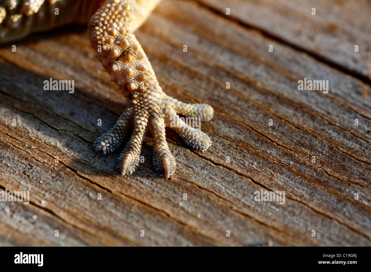 Gecko foot closeup hi-res stock photography and images - Alamy