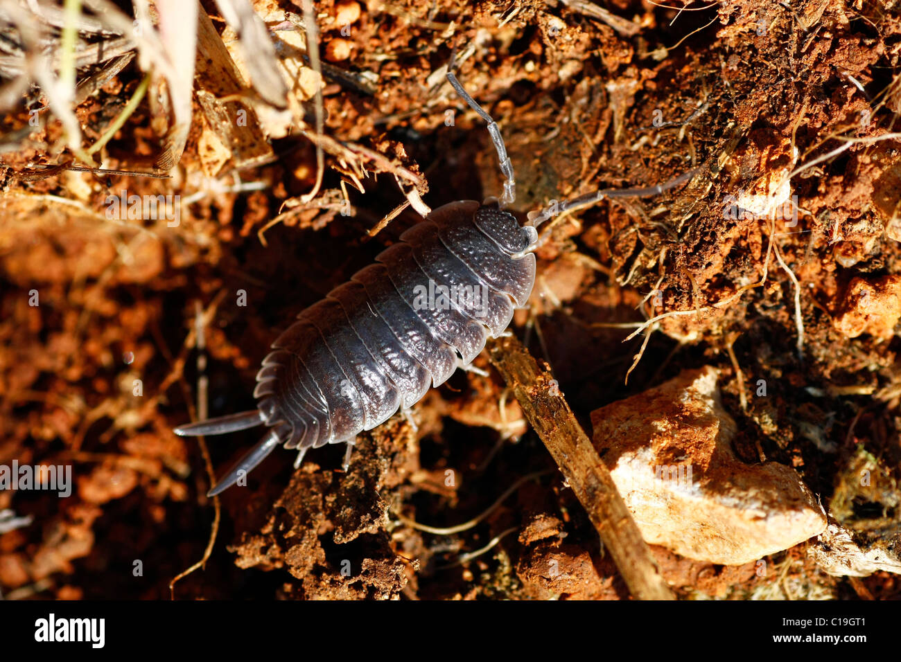 Closeup view of a woodlice bug walking on the dirt Stock Photo - Alamy