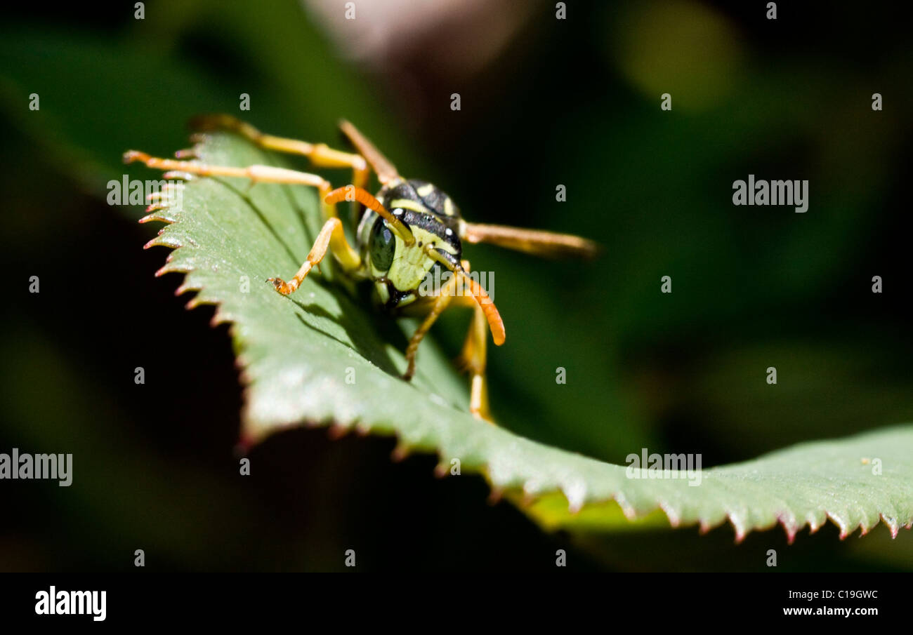 Frontal view of a common wasp hi-res stock photography and images - Alamy