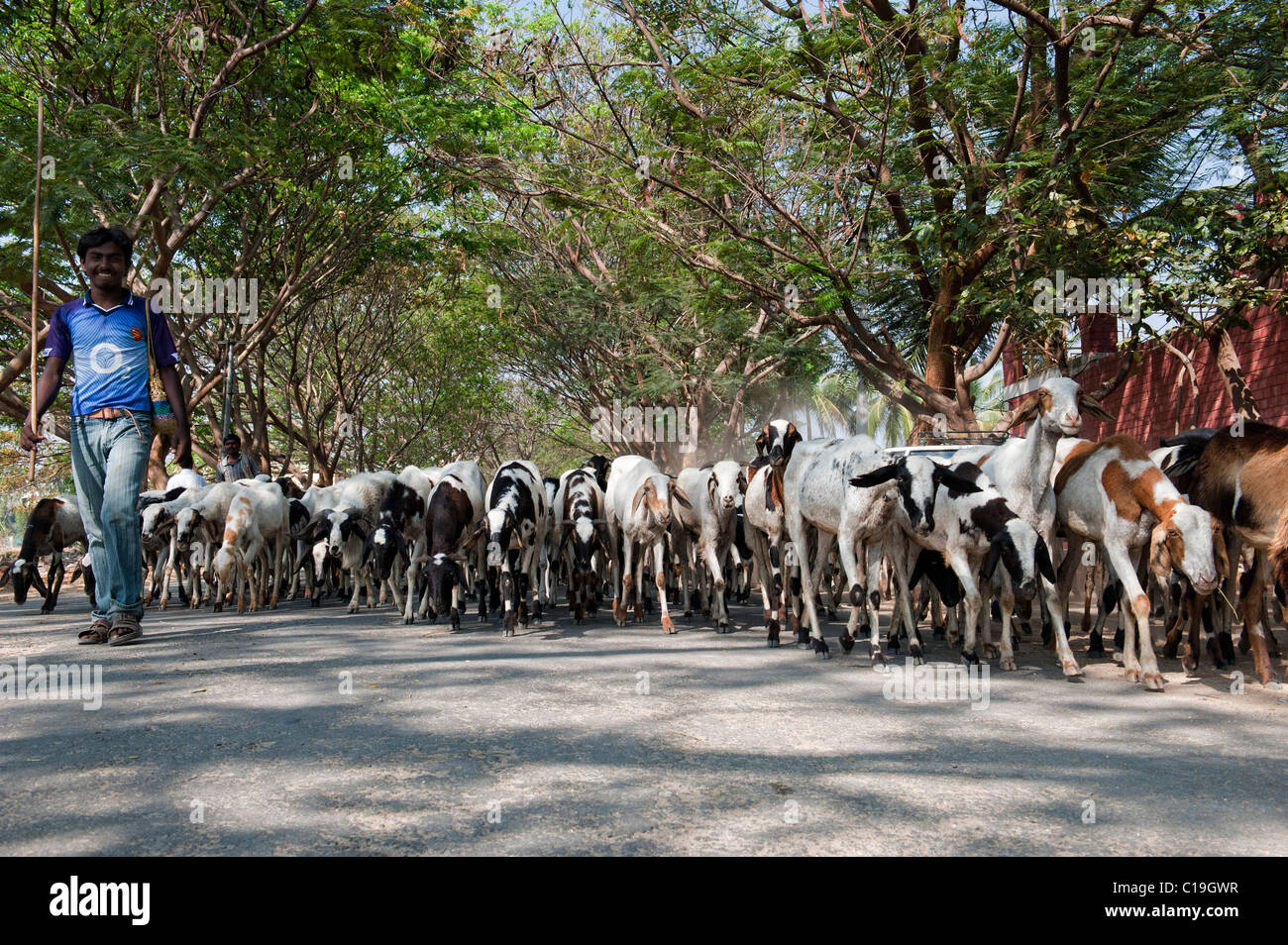 India group of goats hi-res stock photography and images - Alamy