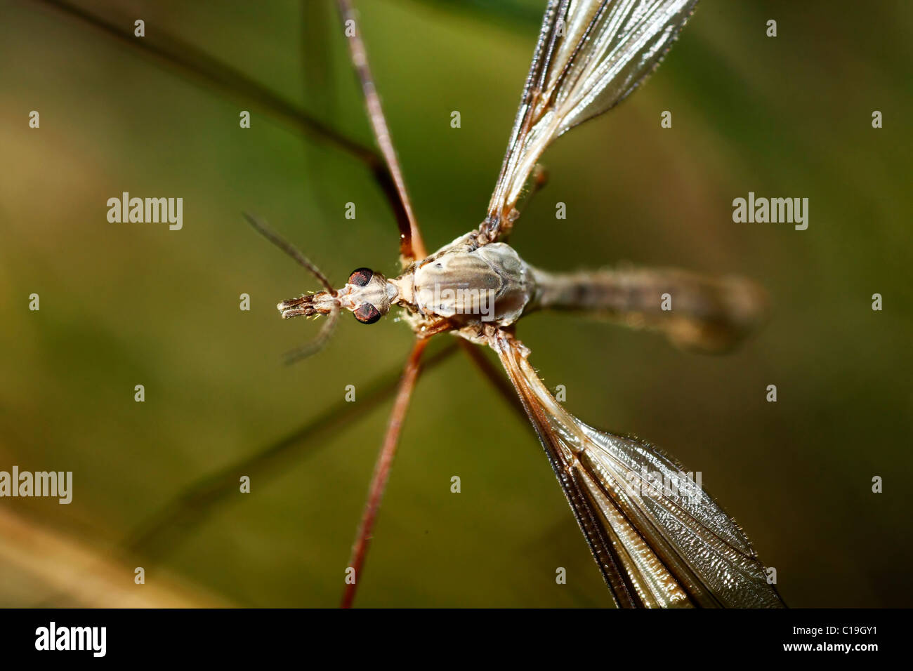 Macro view of a very large species of a mosquito type, called Crane ...