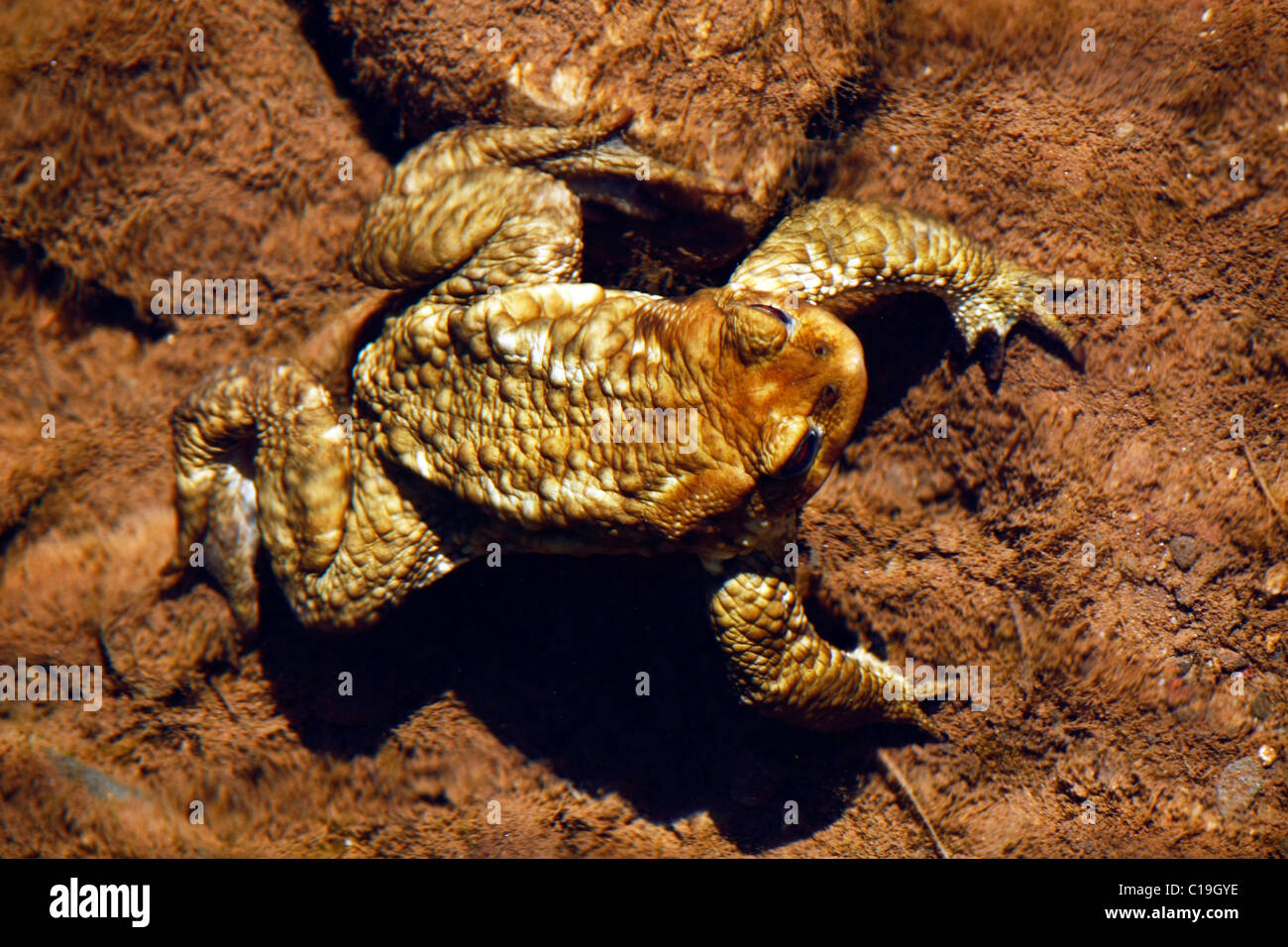 Large toad hi-res stock photography and images - Alamy