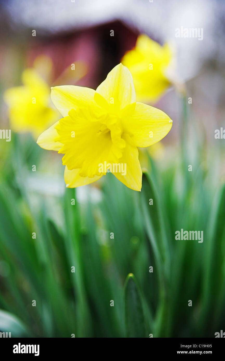 Bright spring daffodil Stock Photo - Alamy