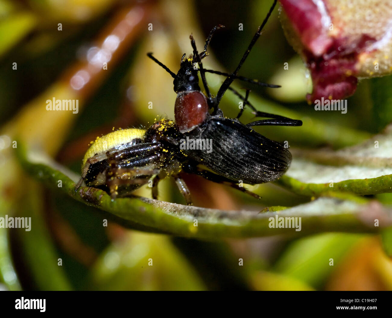 Close macro view of a spider attacking a beetle Stock Photo - Alamy
