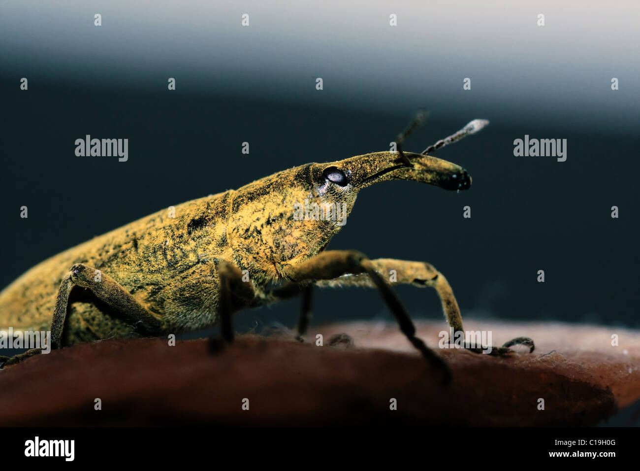 Macro view of a weevil insect isolated on a rock Stock Photo - Alamy