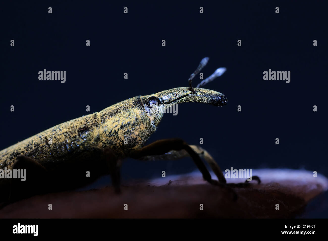 Macro view of a weevil insect isolated on a rock Stock Photo - Alamy