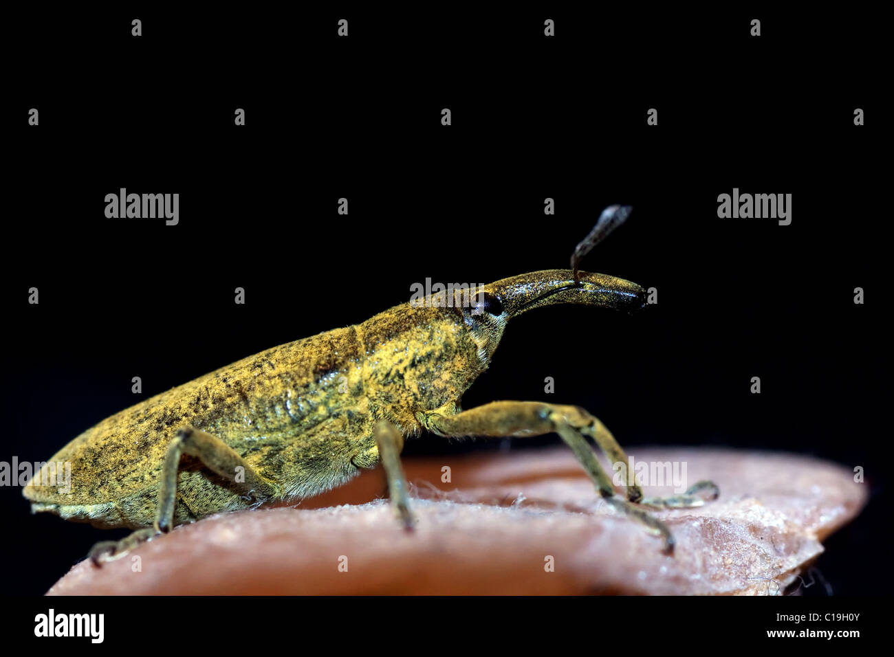 Macro view of a weevil insect isolated on a rock Stock Photo - Alamy