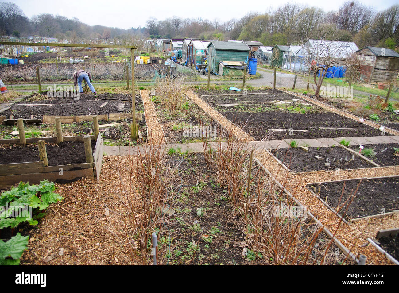 Winter allotment garden Stock Photo - Alamy