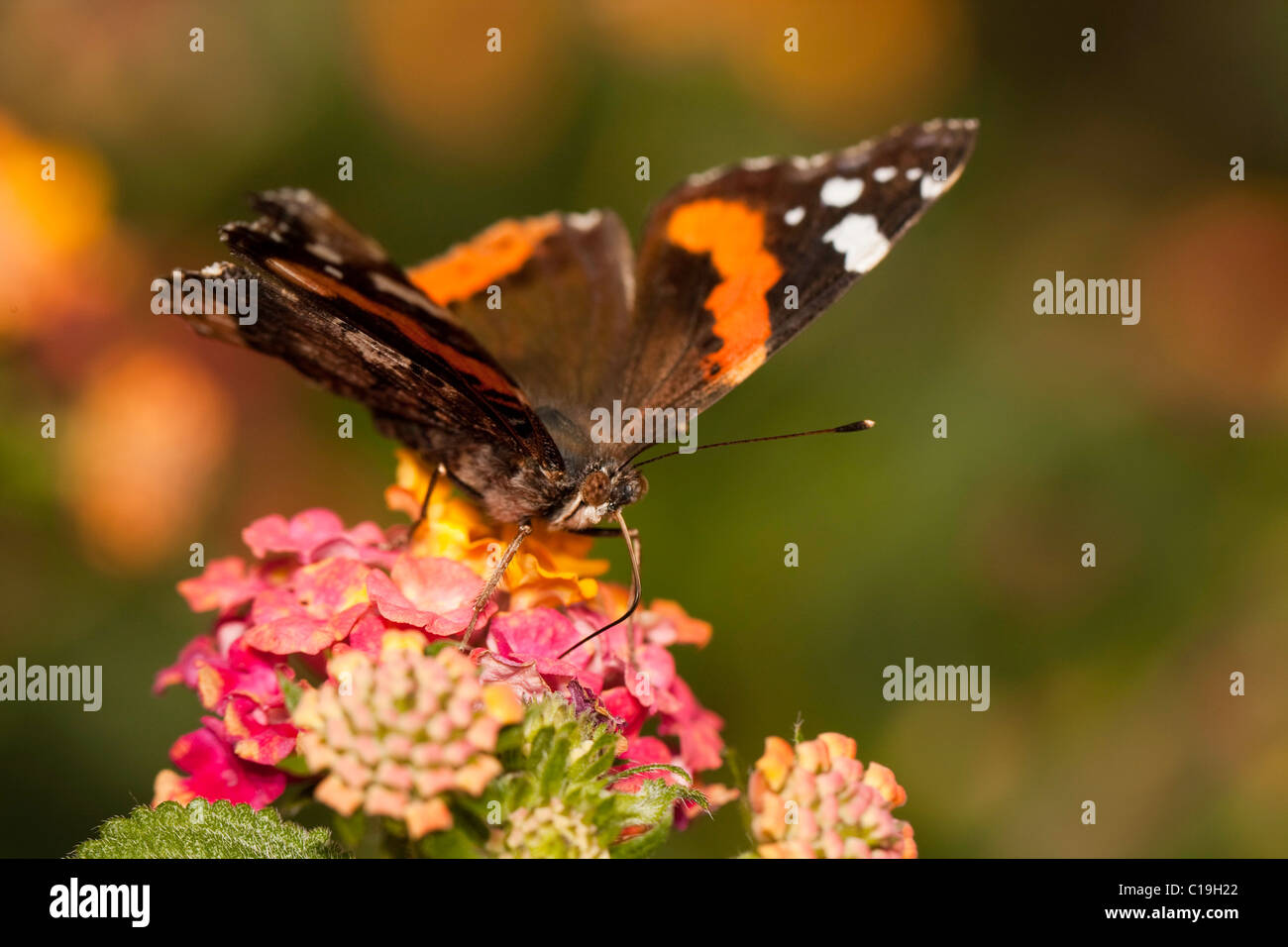 Indian red admiral butterfly vanessa hi-res stock photography and ...