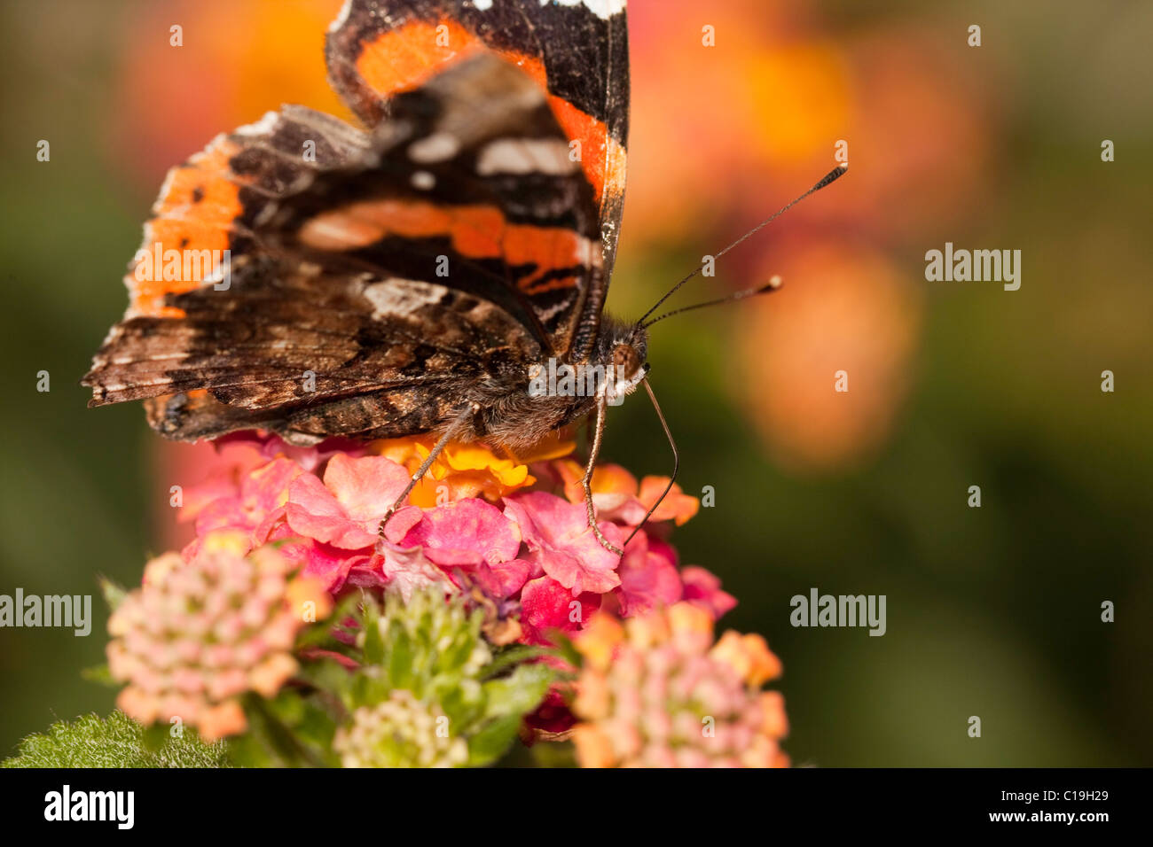 Indian red admiral butterfly hi-res stock photography and images - Alamy