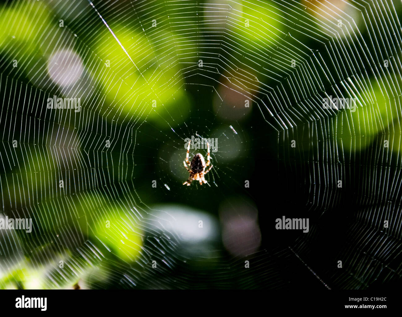 Spider on web Stock Photo - Alamy